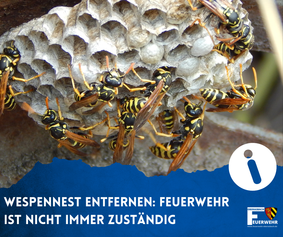 Wespennest Entfernen Kosten Feuerwehr